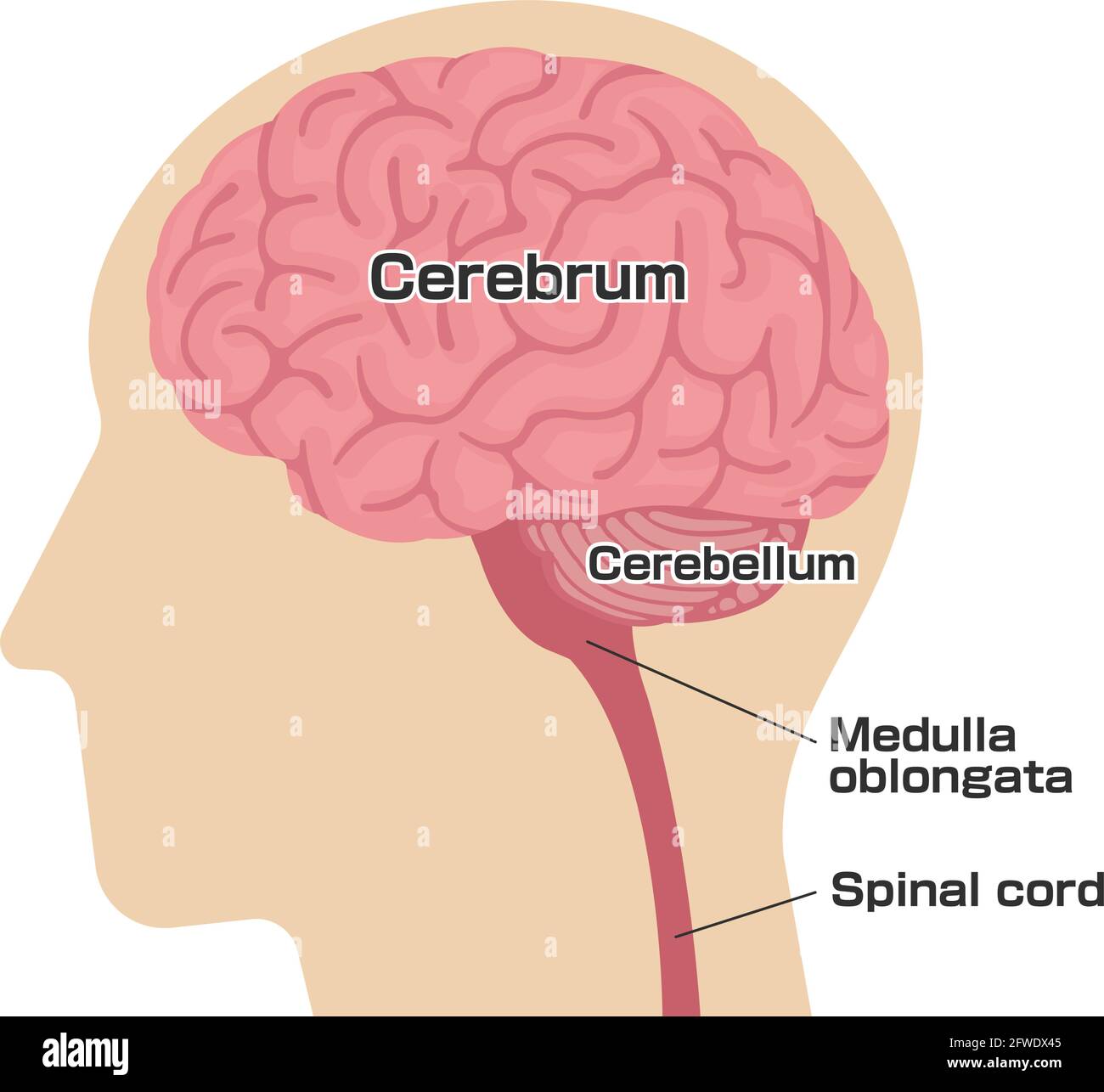 Brain Cerebrum Cerebellum