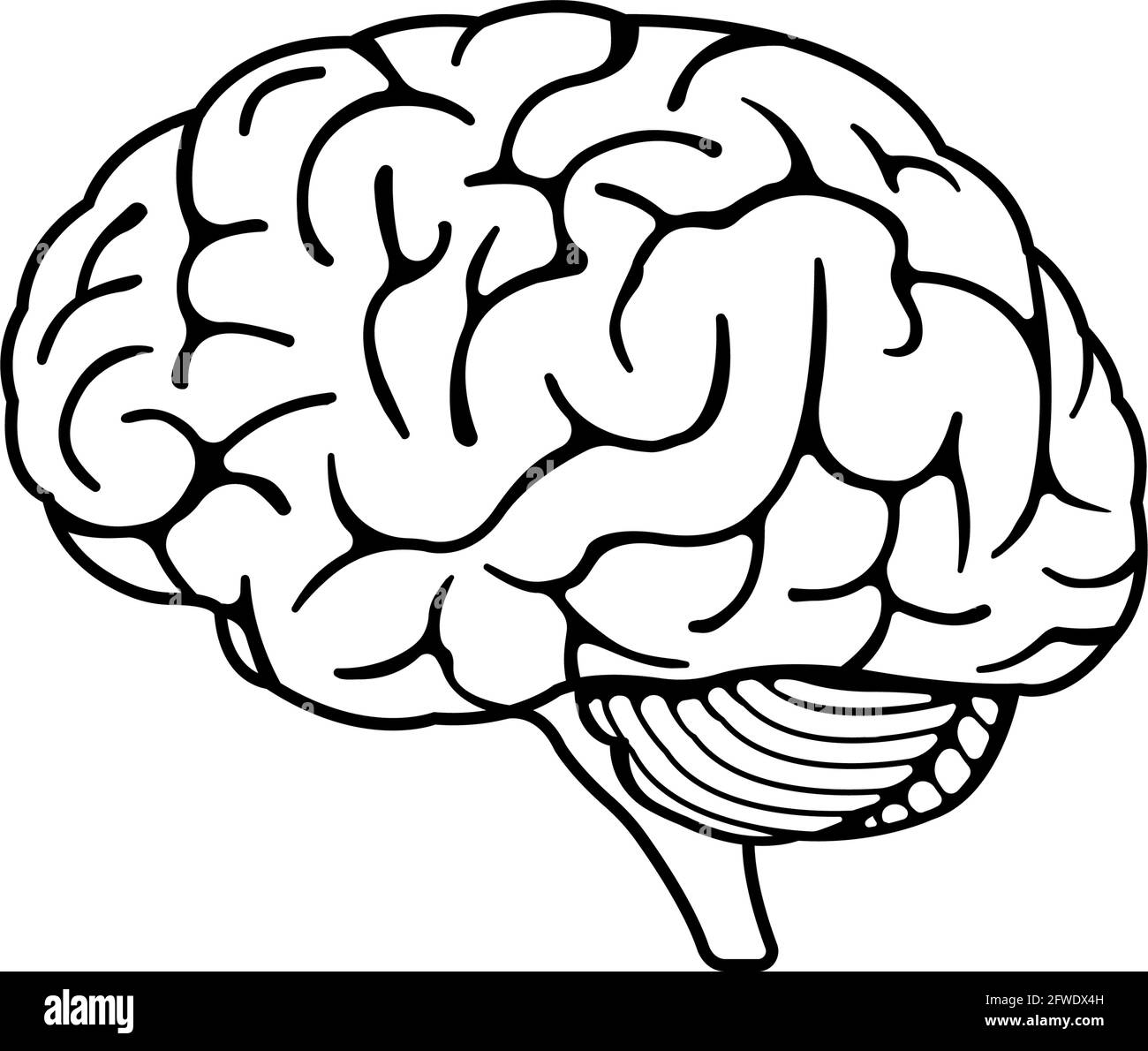 Vector illustration of human brain Stock Vector Image & Art - Alamy