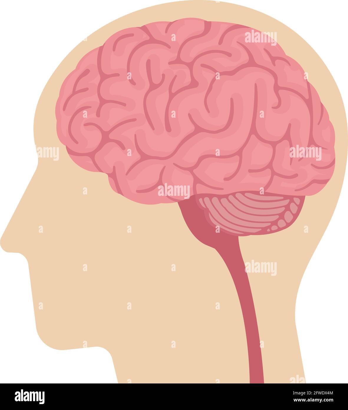 Vector Illustration of human head anatomy structure ( no text Stock ...
