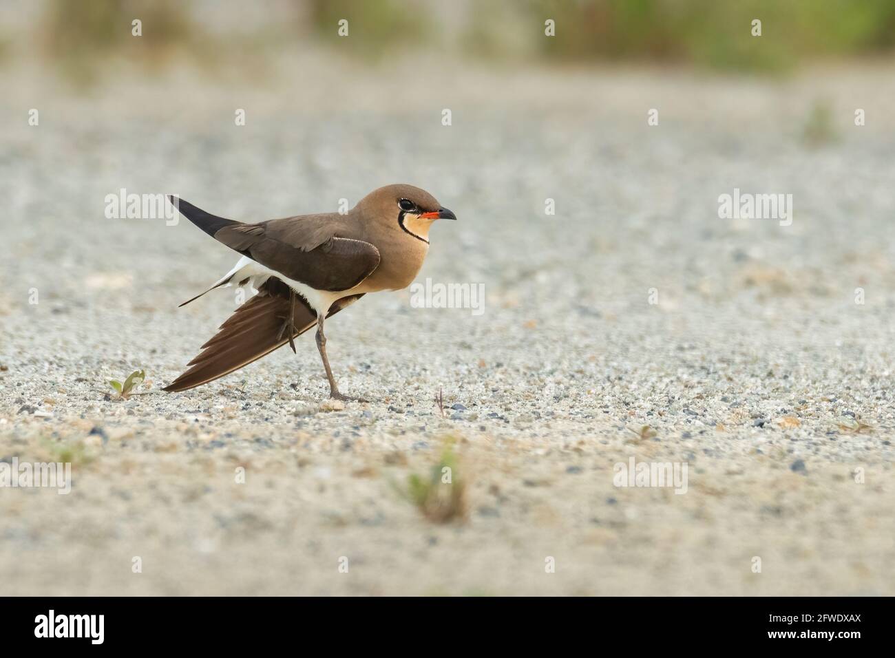 Oriental Pratincole standing on the ground stretching its wing Stock ...