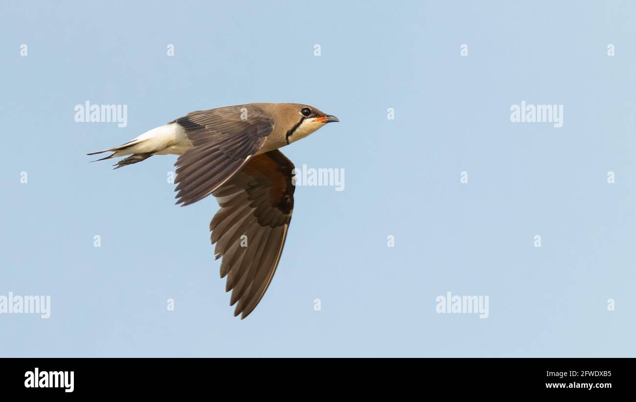 Oriental Pratincole in flight isolated on blue background Stock Photo ...