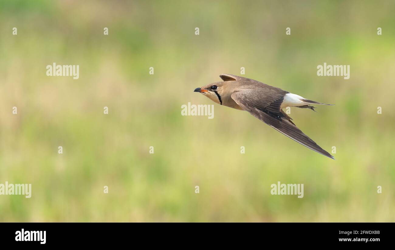 Oriental Pratincole in flight isolated on blur green field background ...