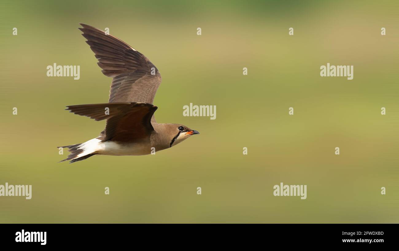 Oriental Pratincole in flight isolated on blur green background Stock ...