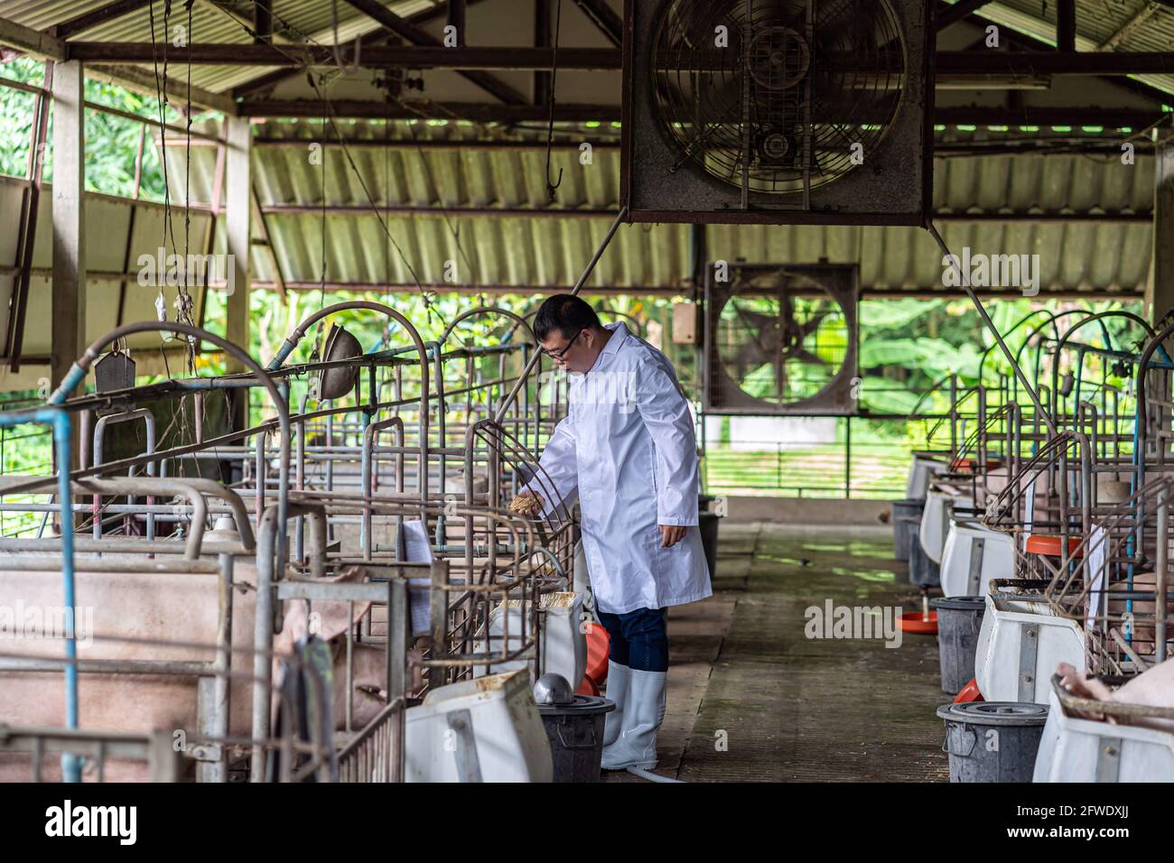 Asian veterinarian working and Feeding the pig food in hog farms ...