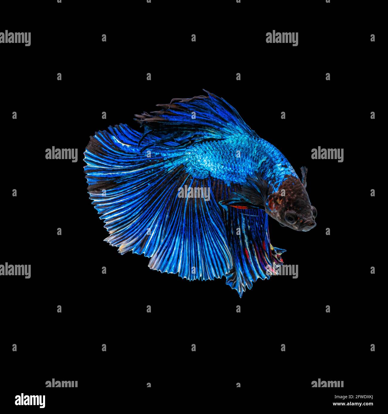Movement beautiful of colorful siamese betta fish or half moon betta ...
