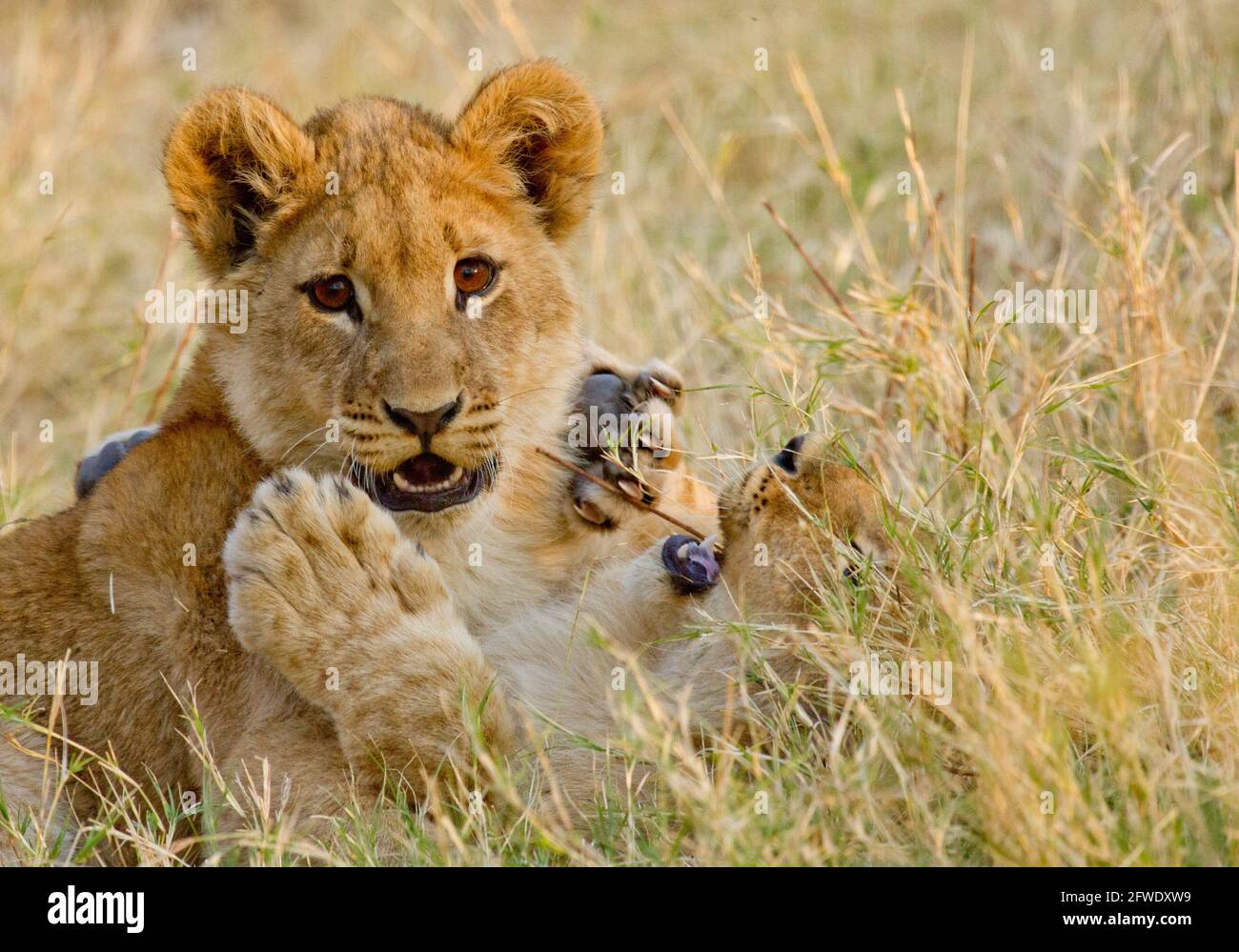 Baby puffin hi-res stock photography and images - Alamy