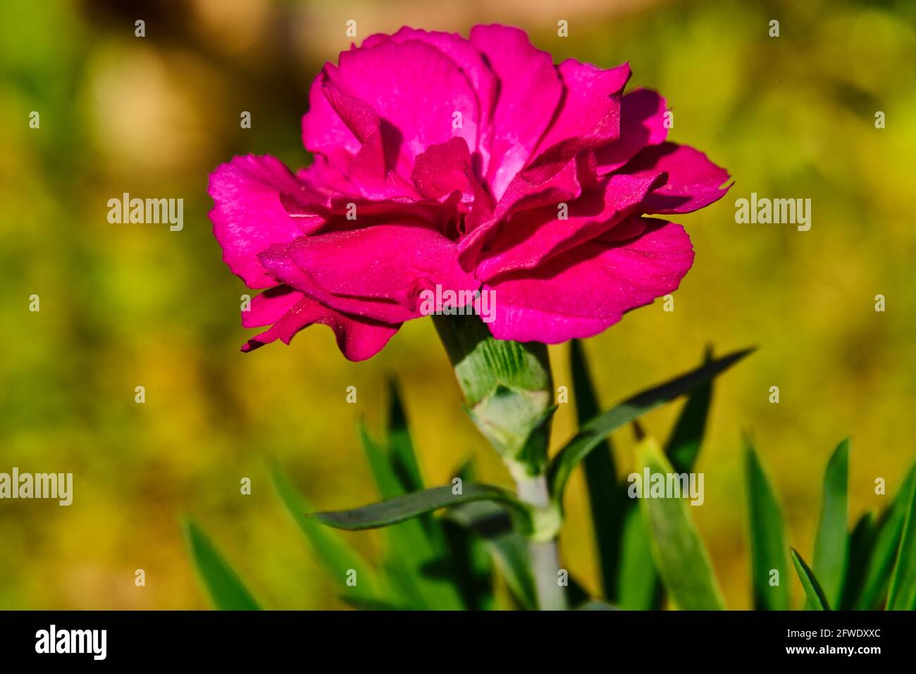 Dianthus Caryophyllus Chomley Farran