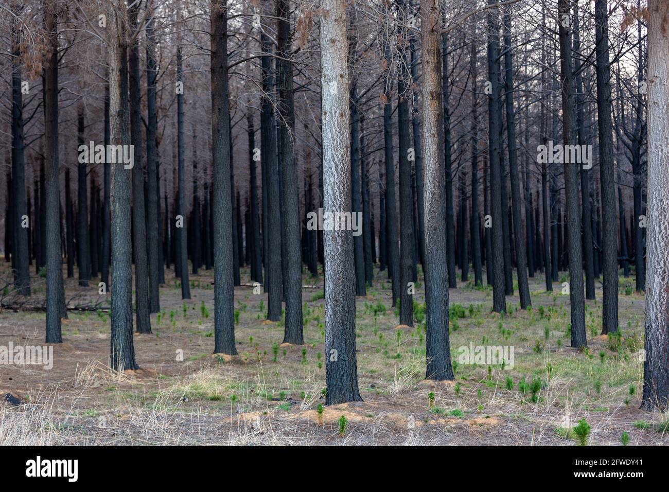 Burnt sprouts hi-res stock photography and images - Alamy