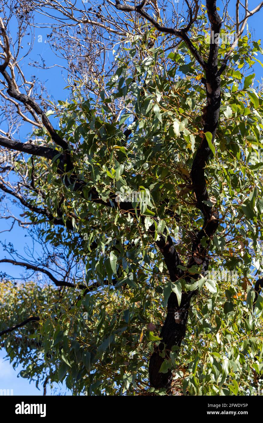 new growth on a previously burnt tree on Kangaroo island South ...