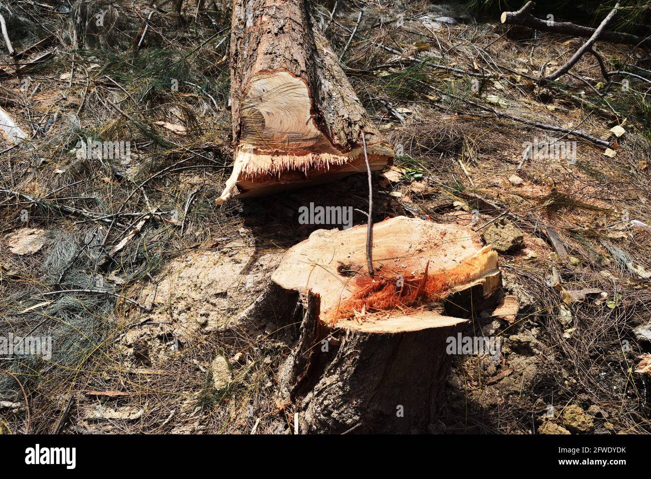 Log on the ground in pine forest, The stumps and the trees were cut ...