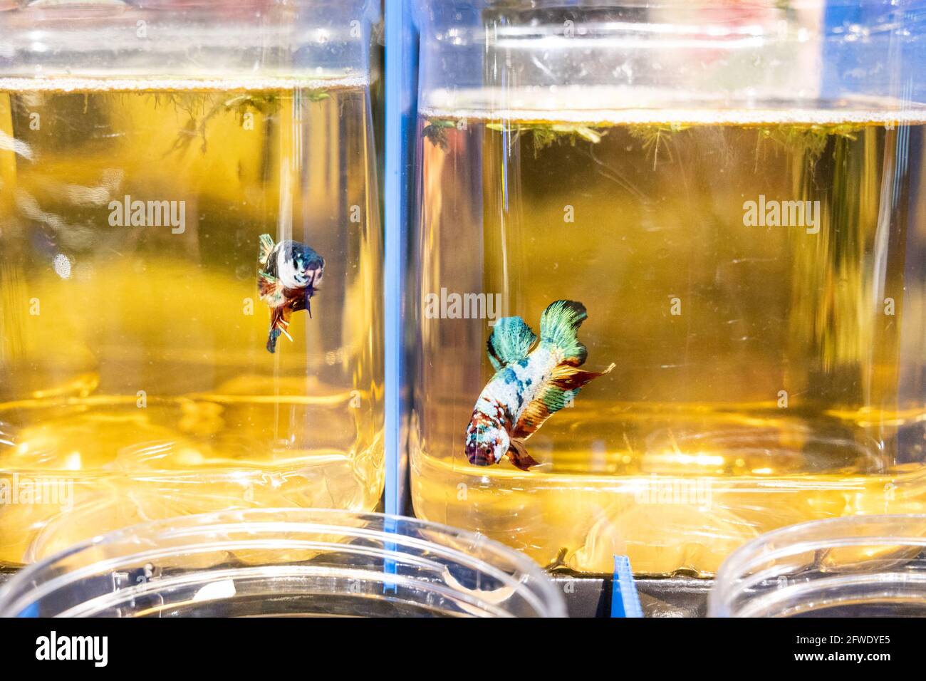Closeup of fighting fish isolated in jars and visual contact in shop ...