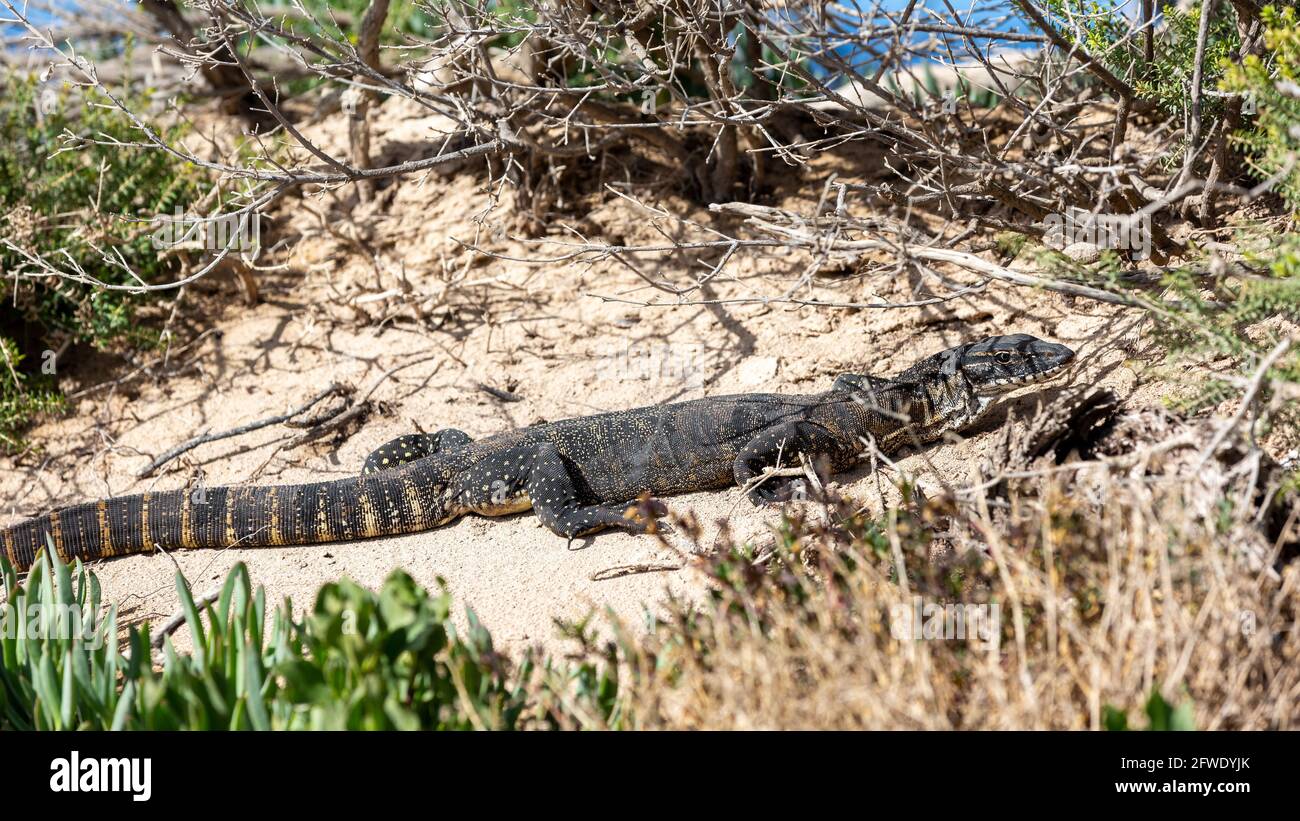 Goanna australia hi-res stock photography and images - Alamy