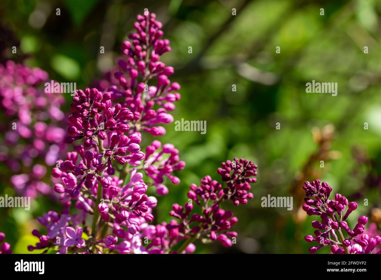 Persian lilac syringa persica hi-res stock photography and images - Alamy