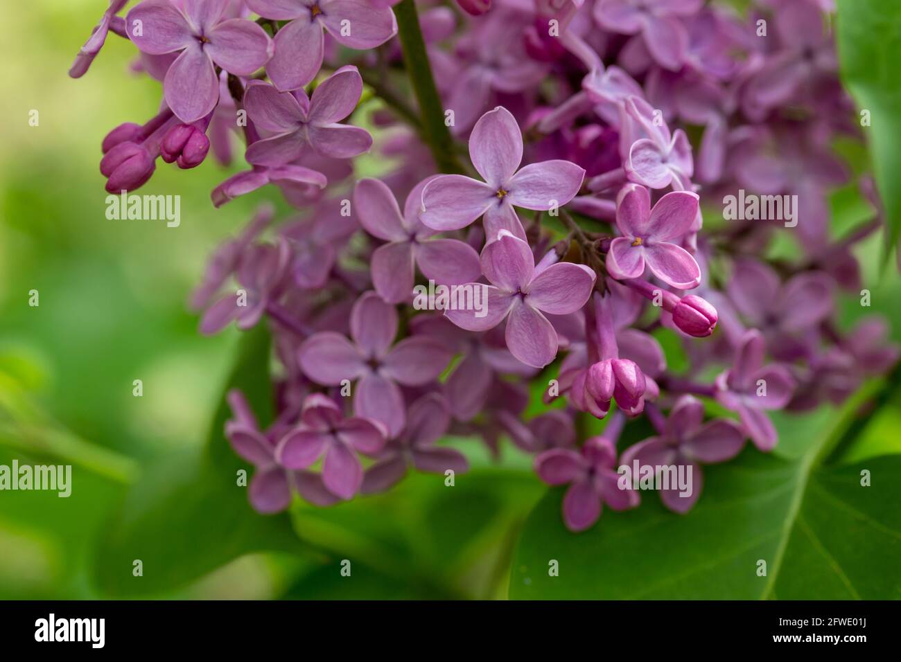 Persian lilac syringa persica hi-res stock photography and images - Alamy