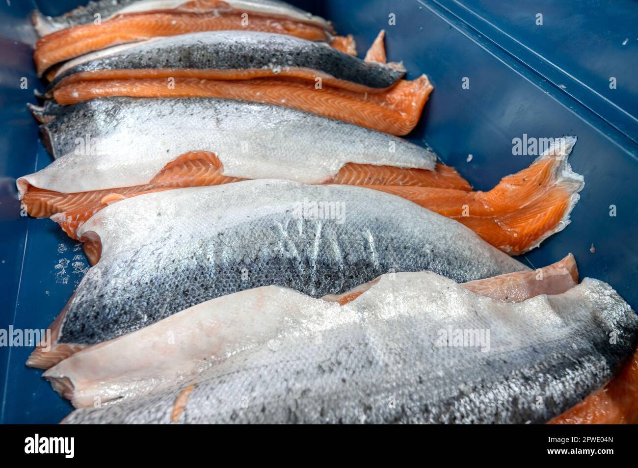 Many pieces of red fish fillet, salmon trout lie in a large plastic box ...