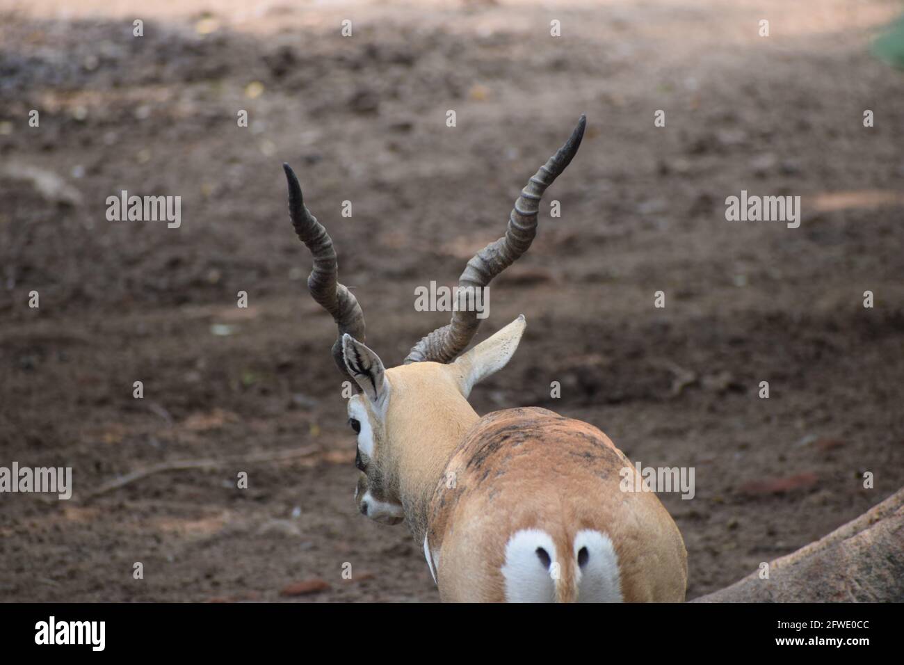 Deer trophy engraving hi-res stock photography and images - Alamy