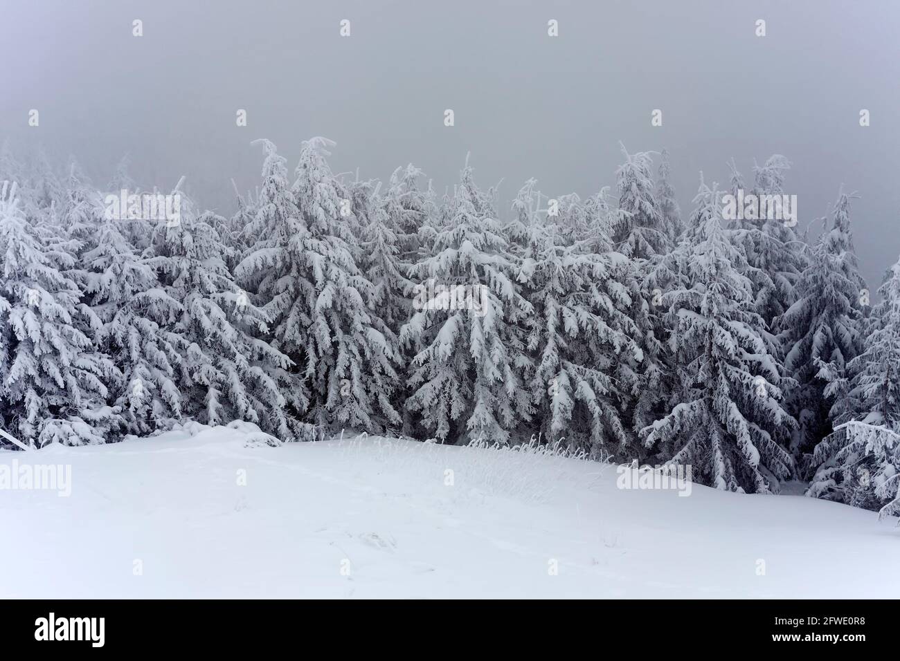 winter trees in the forest. snowing scene with fog Stock Photo - Alamy