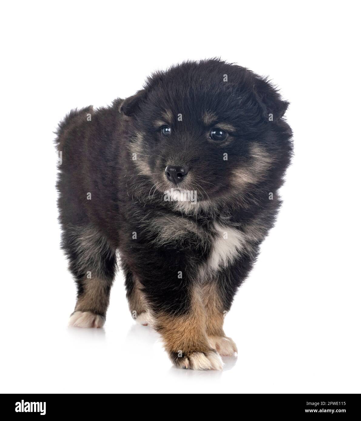 What Breed Is Ldshadowladys Dog