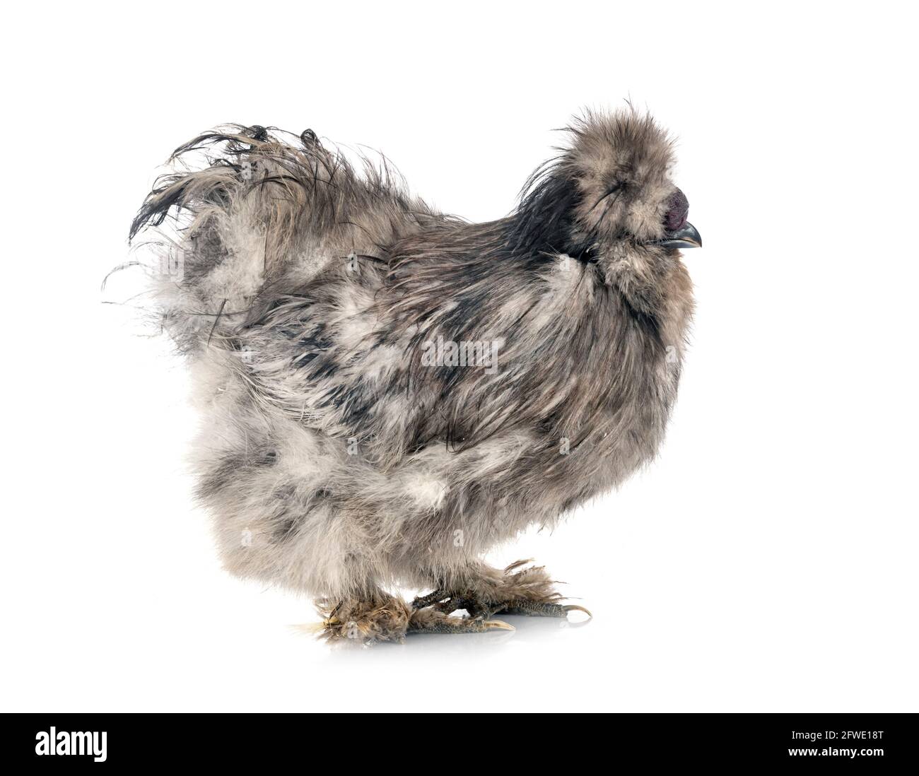 Splash Silkie