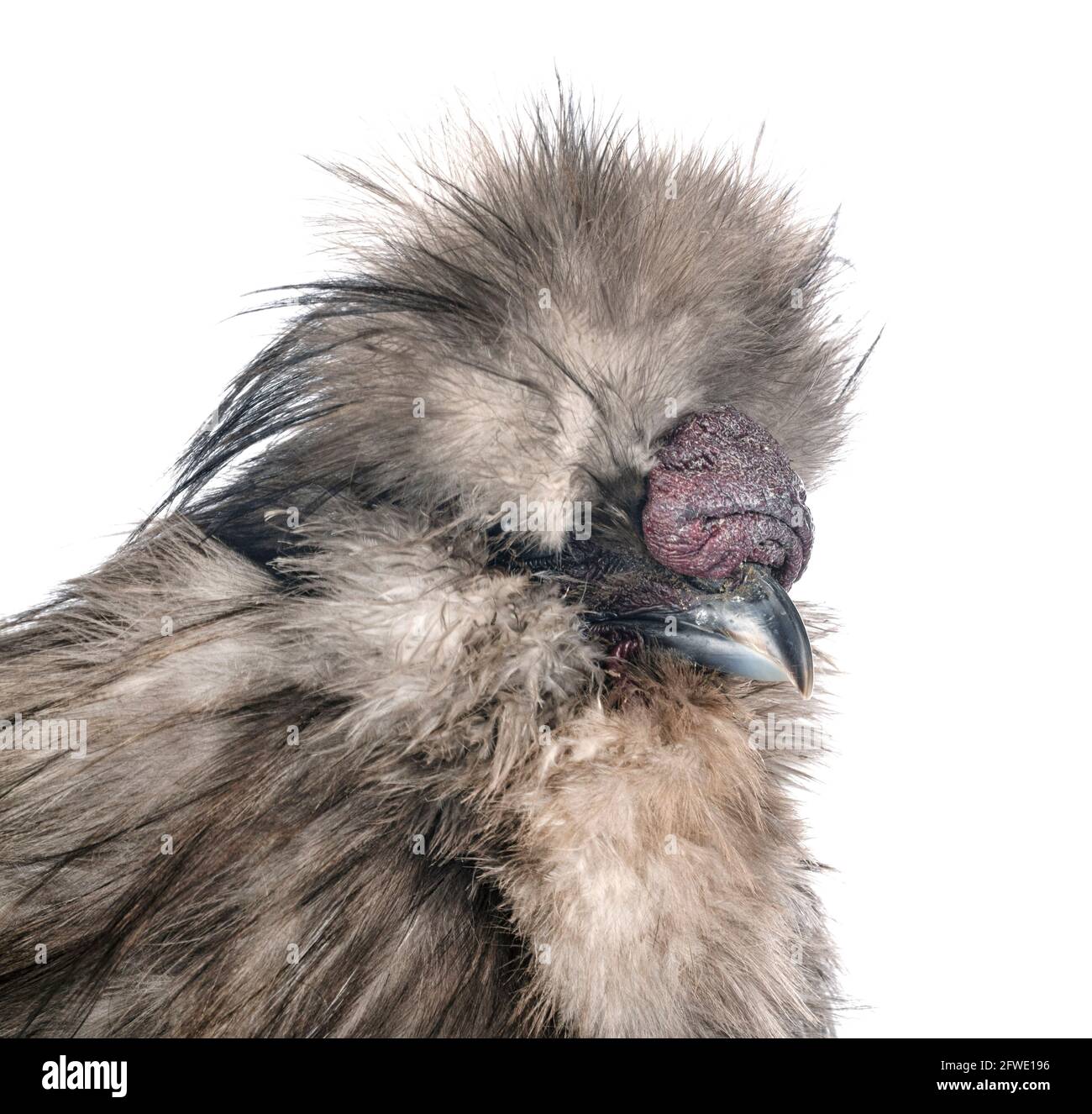 splash Silkie in front of white background Stock Photo - Alamy