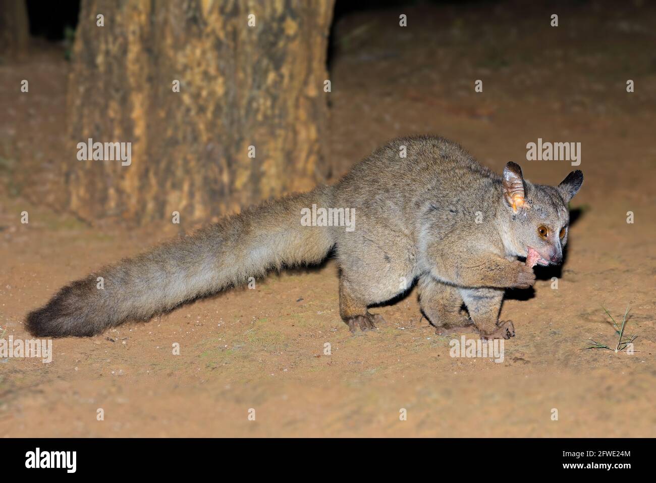 Nocturnal greater galago or bushbaby (Otolemur crassicaudatus) on the ...