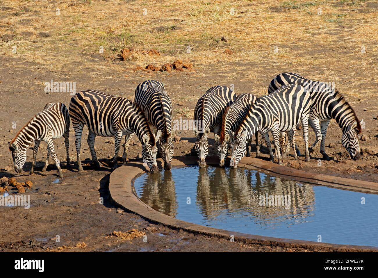 Plains zebras (Equus burchelli) drinking water at an artificial ...