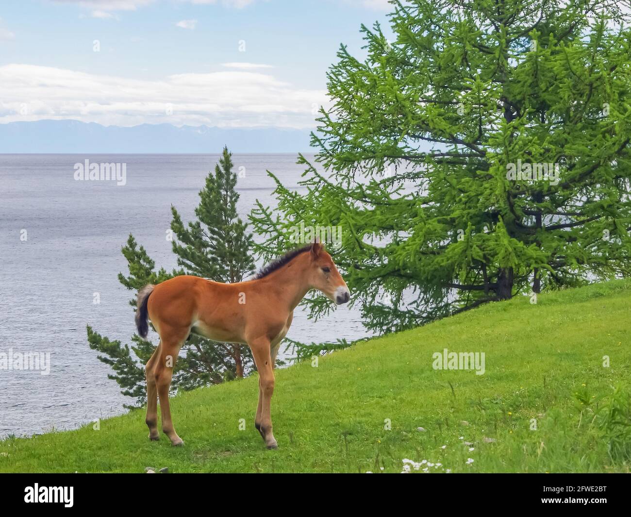 Cute foal walks in a green summer meadow, on the shore, exploring the ...