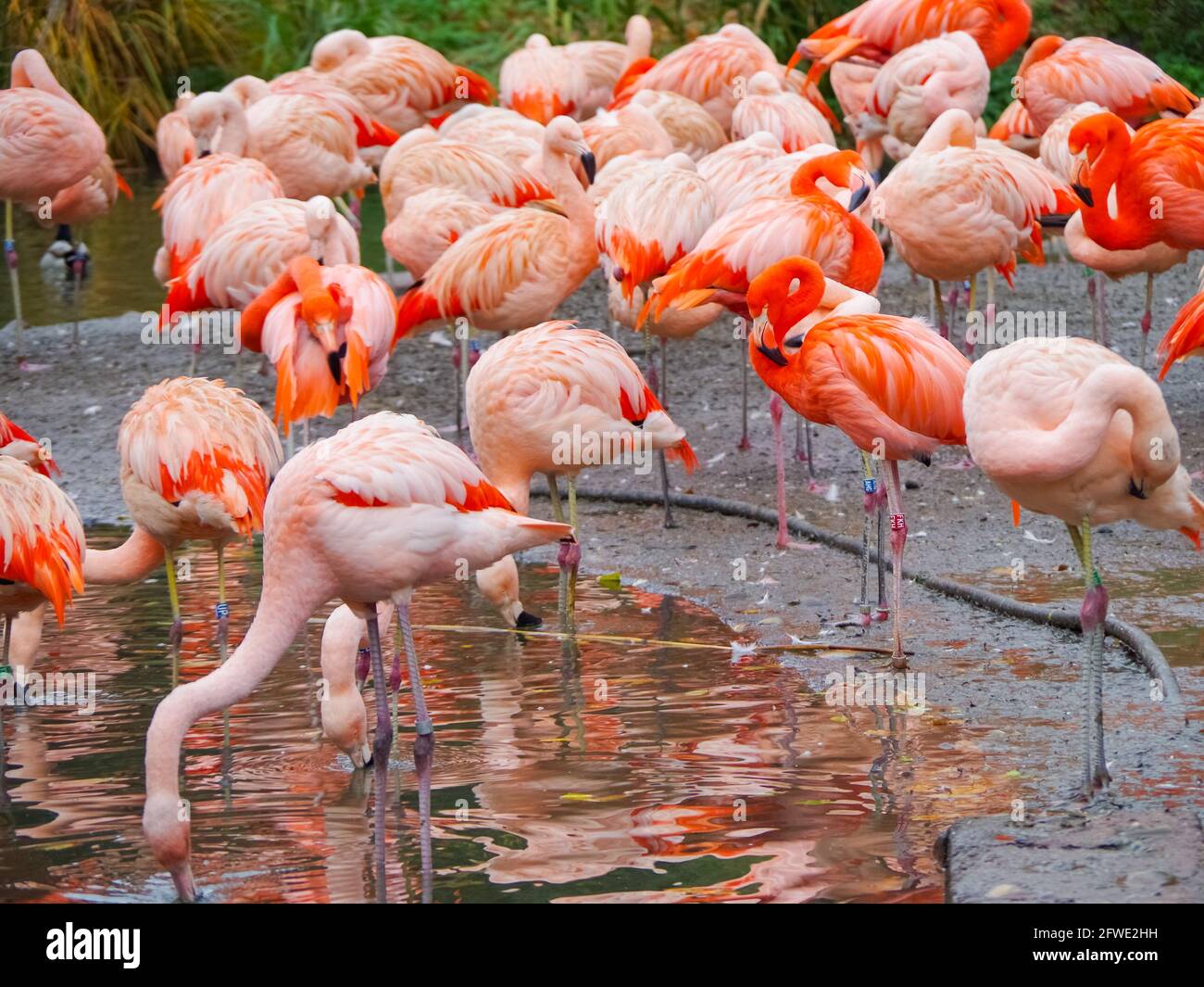 Pale pink flamingos hi-res stock photography and images - Alamy