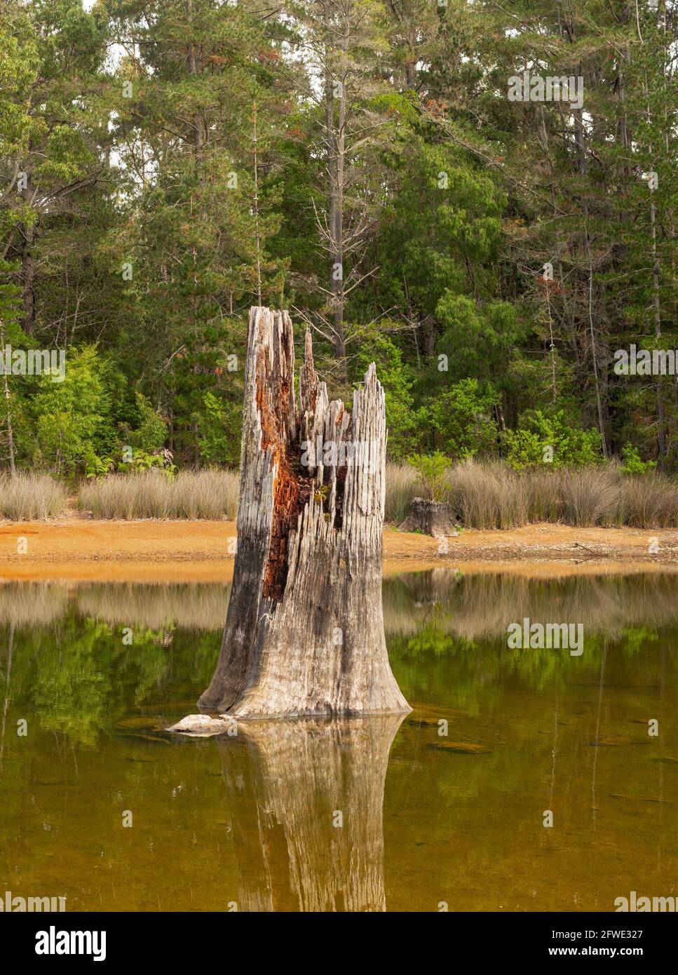 A dead tree in the dam at Donnelly River Village in Western Australia ...