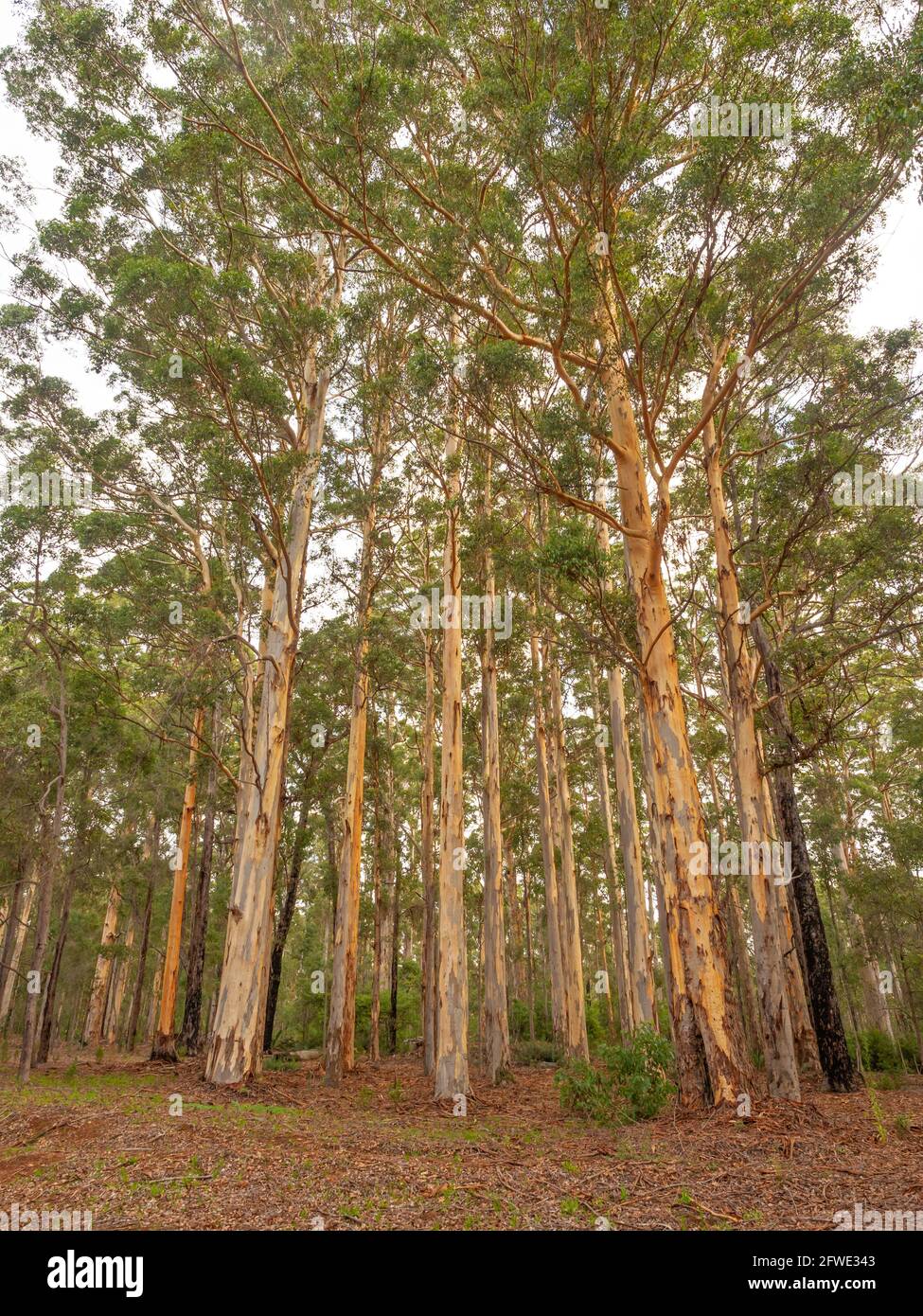 The edge of the indigenous forest at Donnelly River Village in Western ...