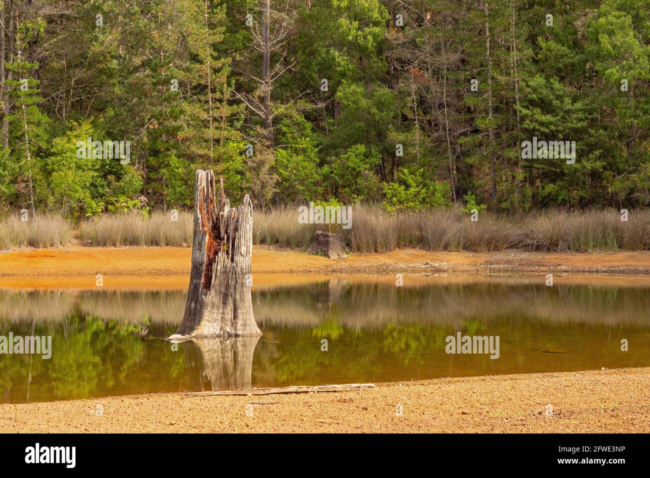 A dead tree in the dam at Donnelly River Village in Western Australia ...