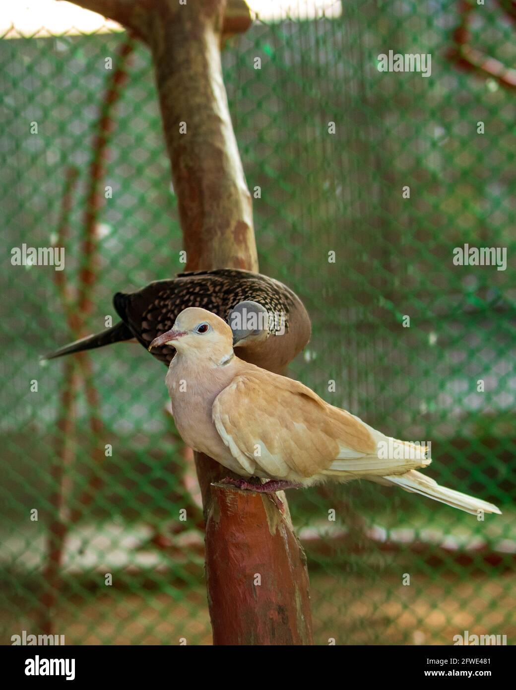 A couple of beautiful Eurasian Collared Doves birds in a zoo cage Stock ...