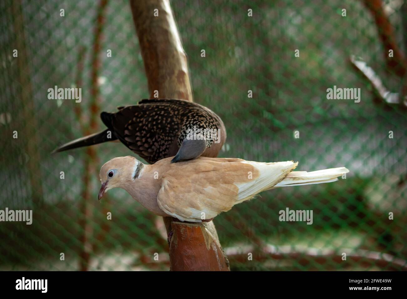 A couple of beautiful Eurasian Collared Doves birds in a zoo cage Stock ...