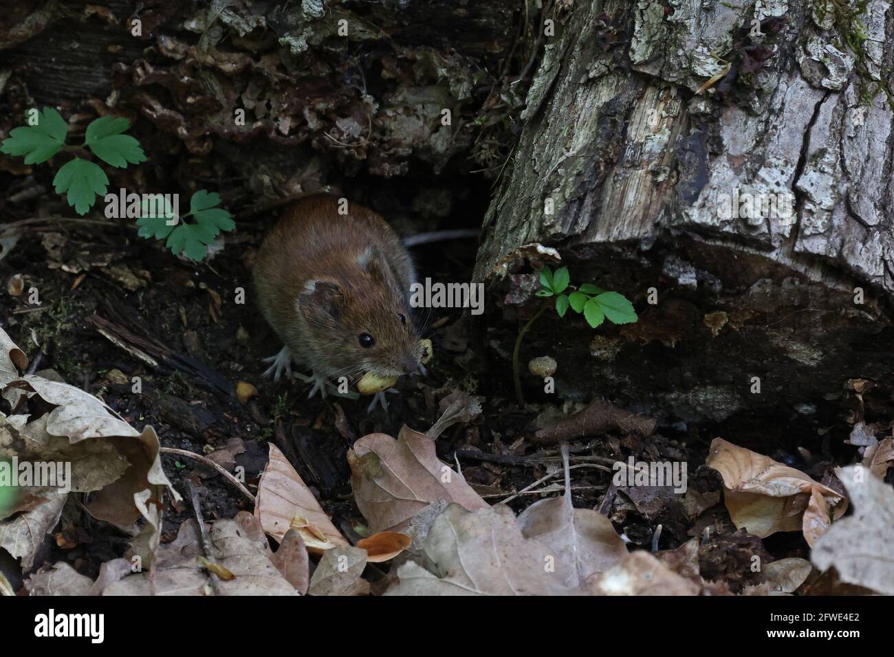 Grey mouse and science hi-res stock photography and images - Alamy