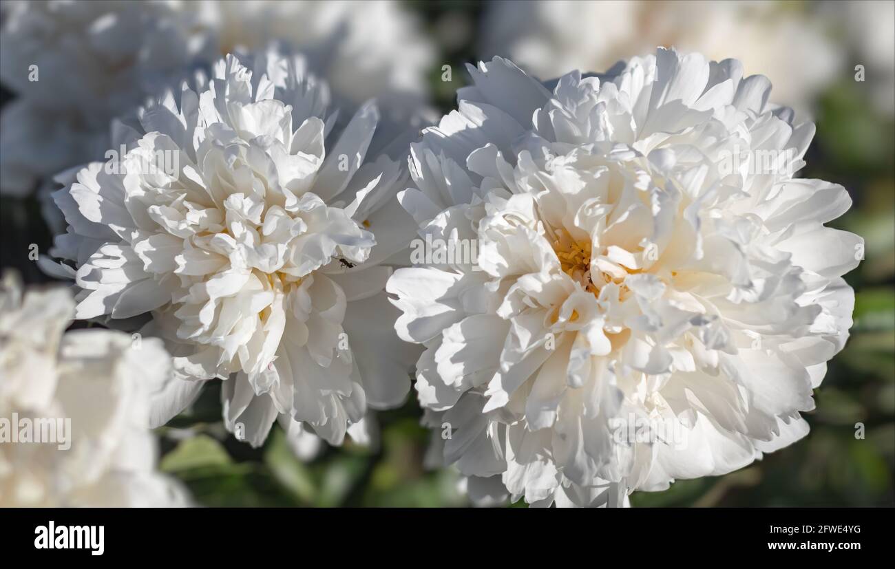 Peonies in sunlight. Soft focus image of blooming white peonies in sun ...