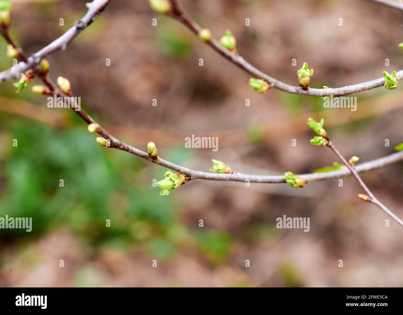 the buds of a young tree in spring the beginning of flowering Stock ...