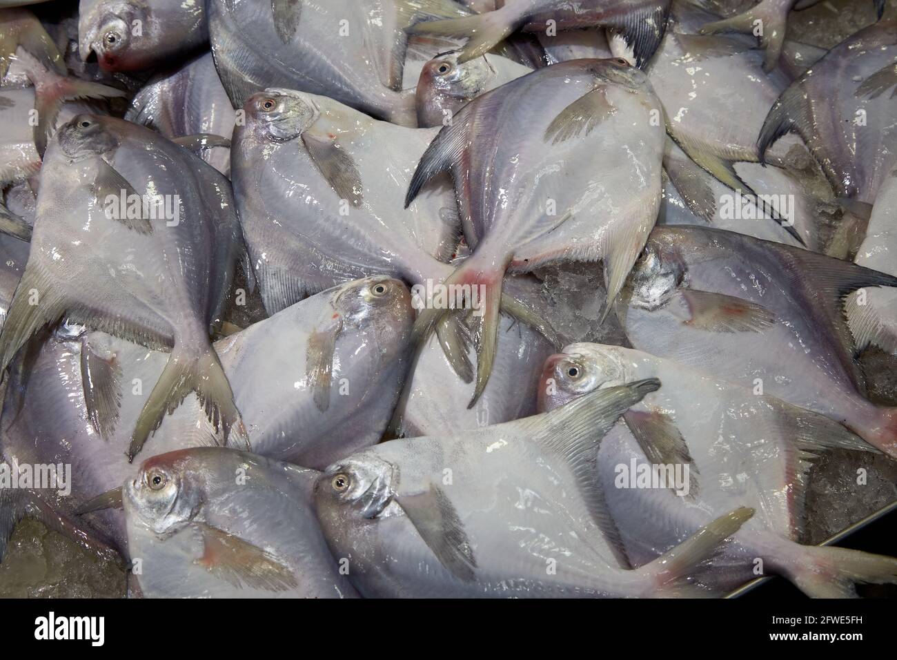 HONG KONG - SEPTEMBER 30: Photography of Tai Yuen market in Hong Kong ...