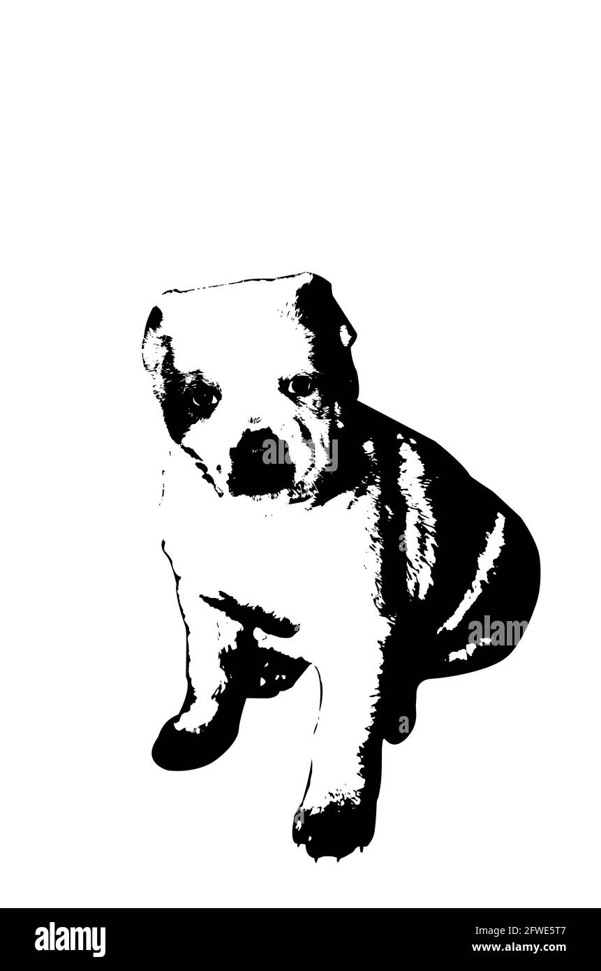 Cute Central Asian Shepherd puppy sit isolated on white background. A ...