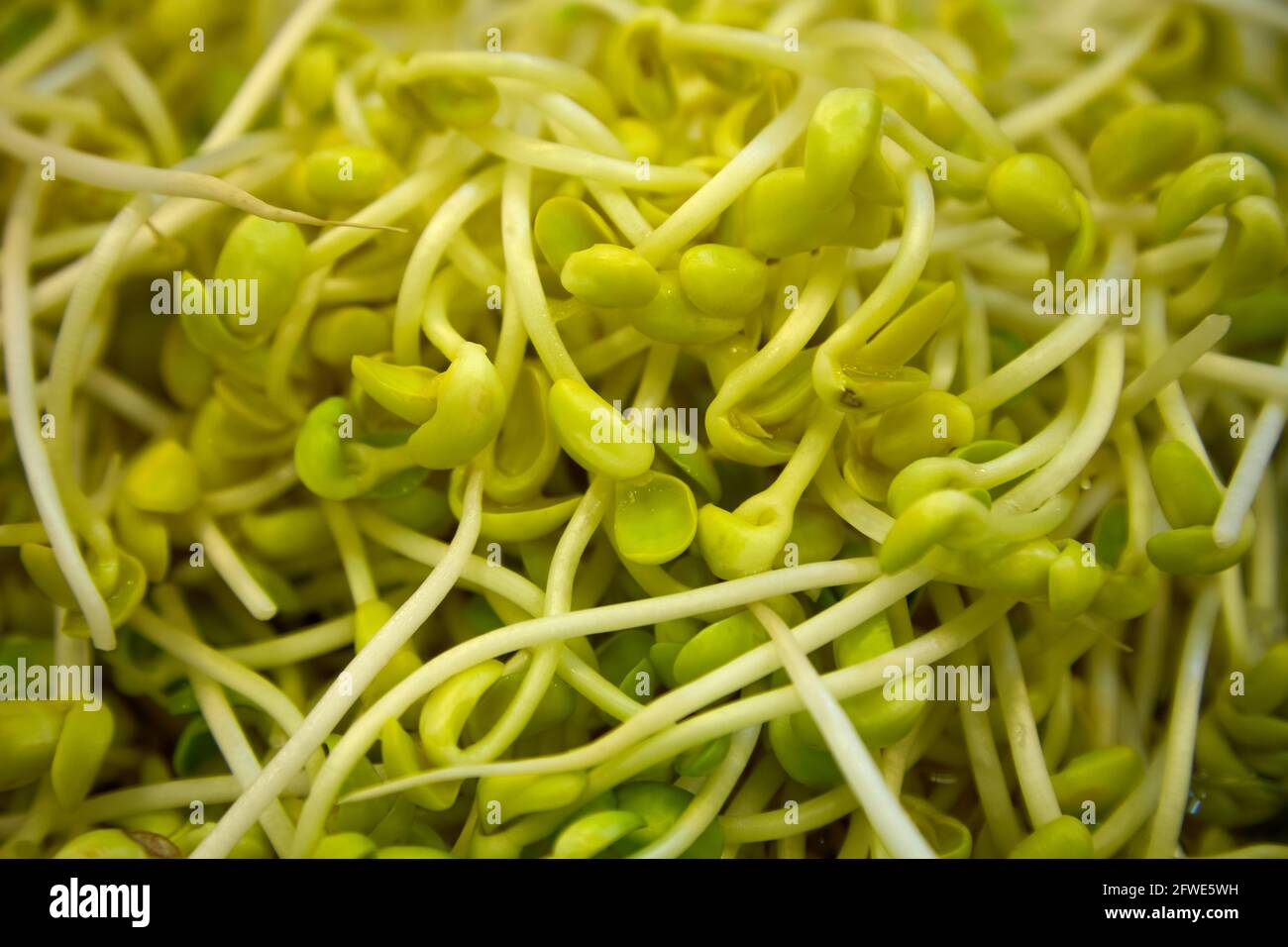 A selection of fresh bean sprouts at a produce stall in Tai Yuen Market ...
