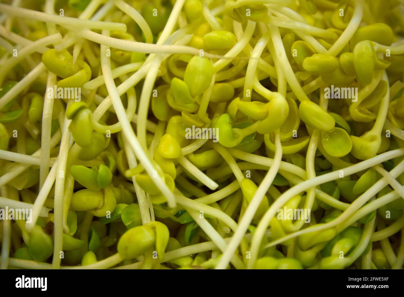 A selection of fresh bean sprouts at a produce stall in Tai Yuen Market ...