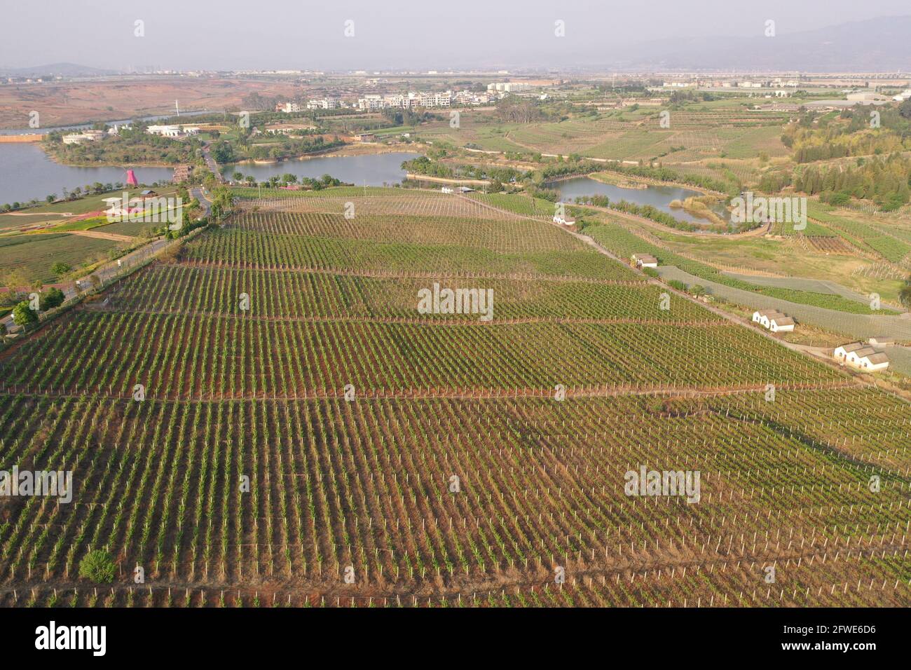 Aerial view of vineyards in Dongfengyun park in Mile, Yunnan - China ...