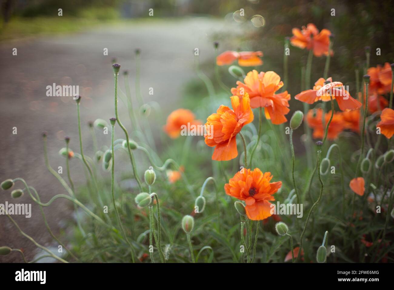 Fluffy orange poppy flowers in spring garden. Floral card Stock Photo ...