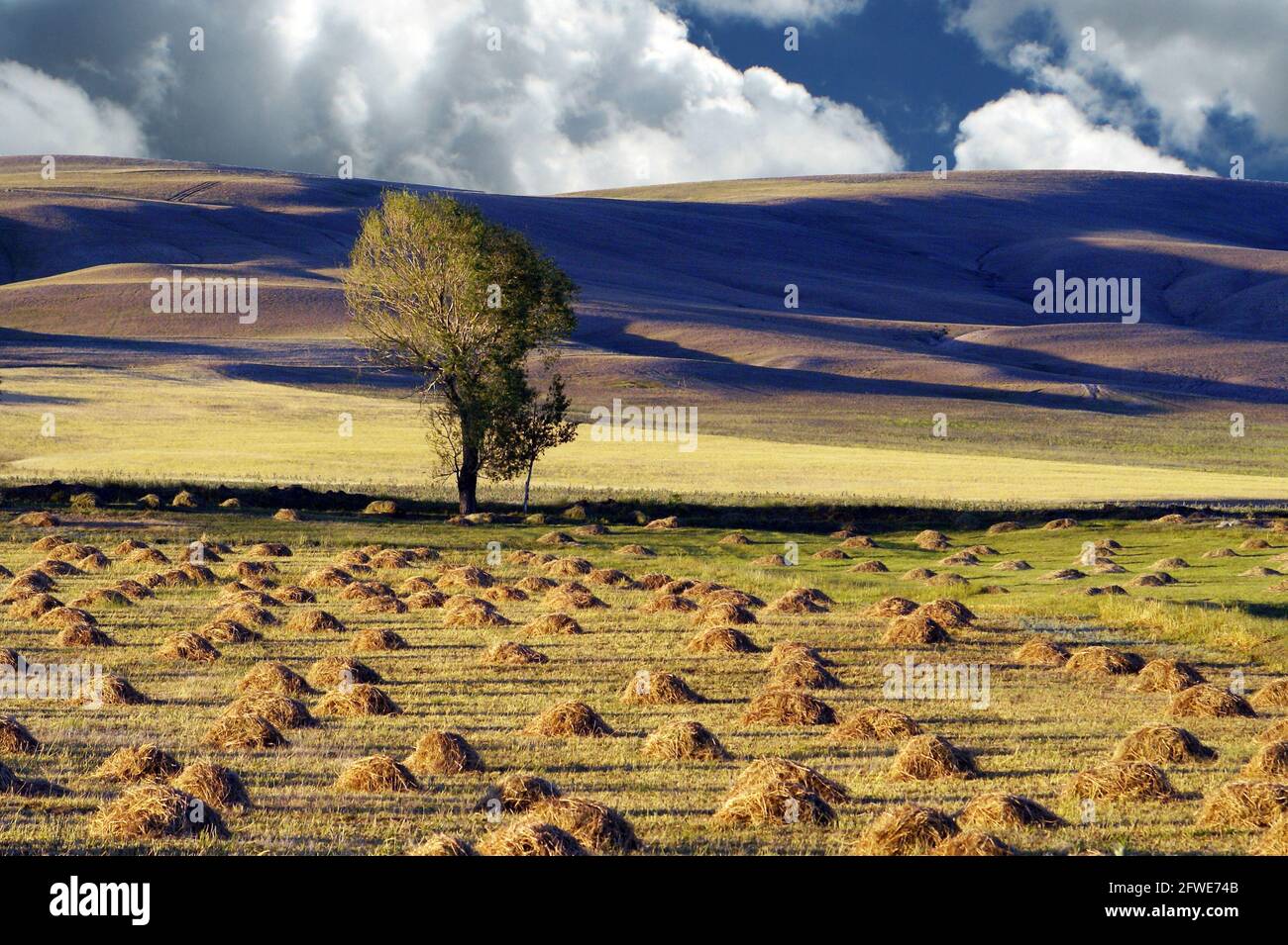 Realistic view of natural food hi-res stock photography and images - Alamy