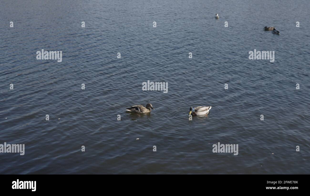 Duck with wide wings hi-res stock photography and images - Alamy