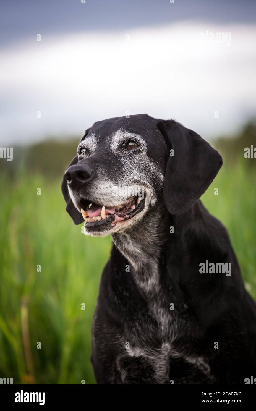 Big mutt dog hi-res stock photography and images - Alamy