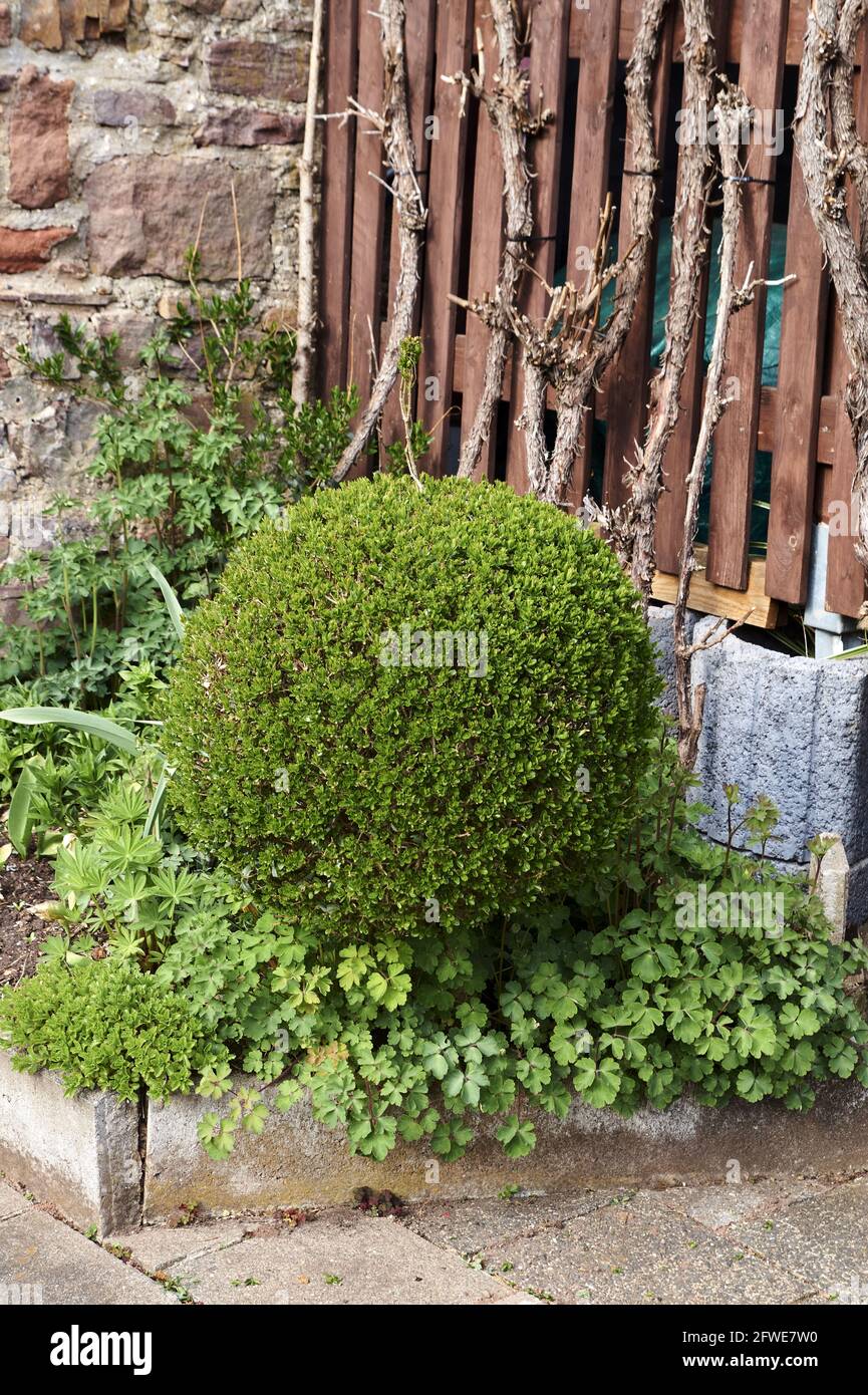 Buxus Sempervirens common known as Boxwood tree, a popular ornamental ...