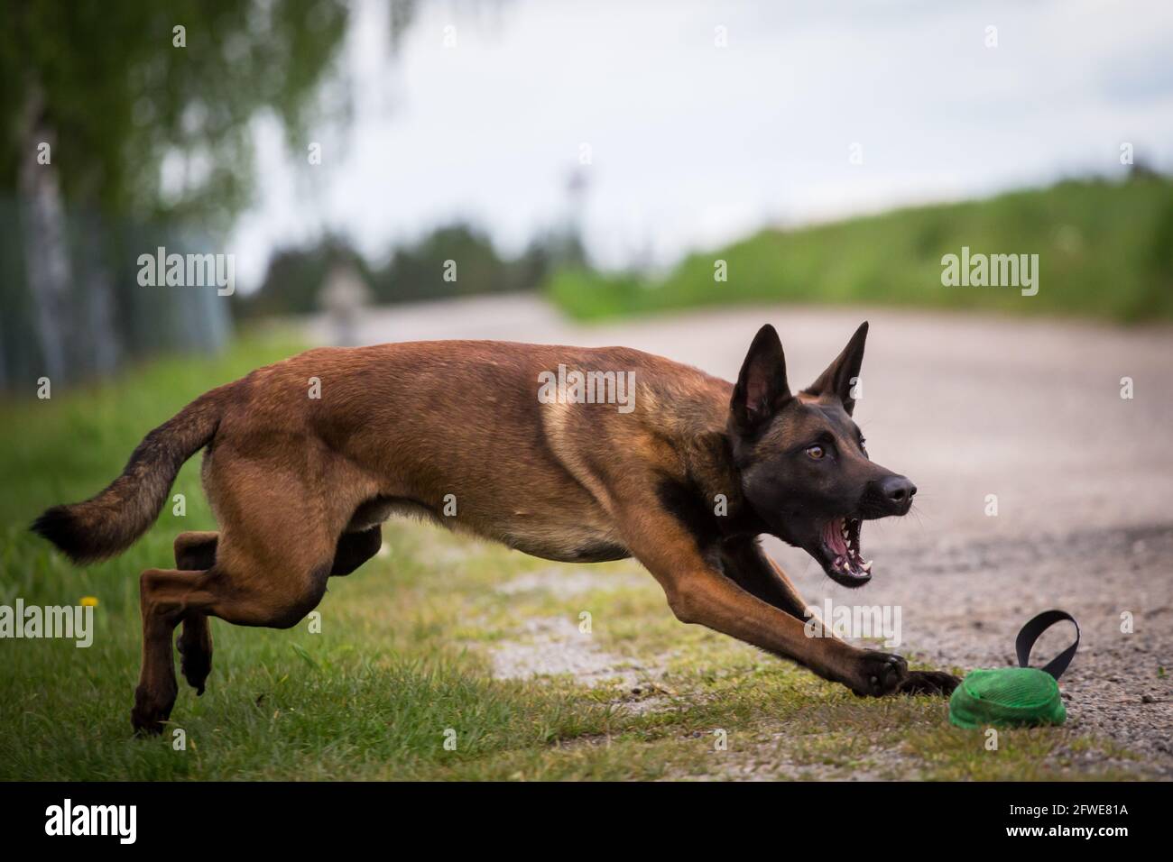 Running malinois hi-res stock photography and images - Alamy