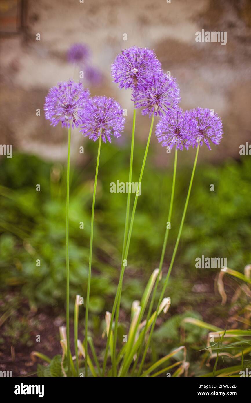 Garlic purple round flowers growing in the spring garden Stock Photo ...