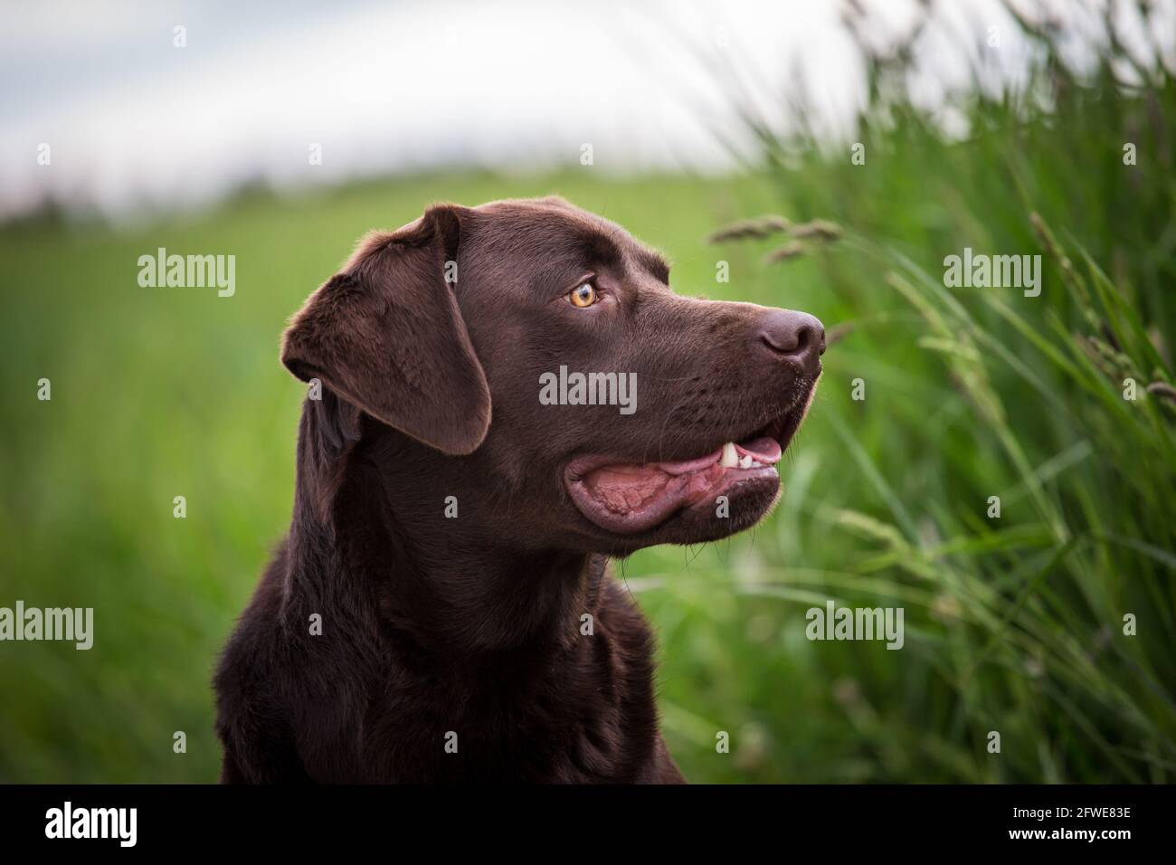Labrador retriever head hi-res stock photography and images - Alamy