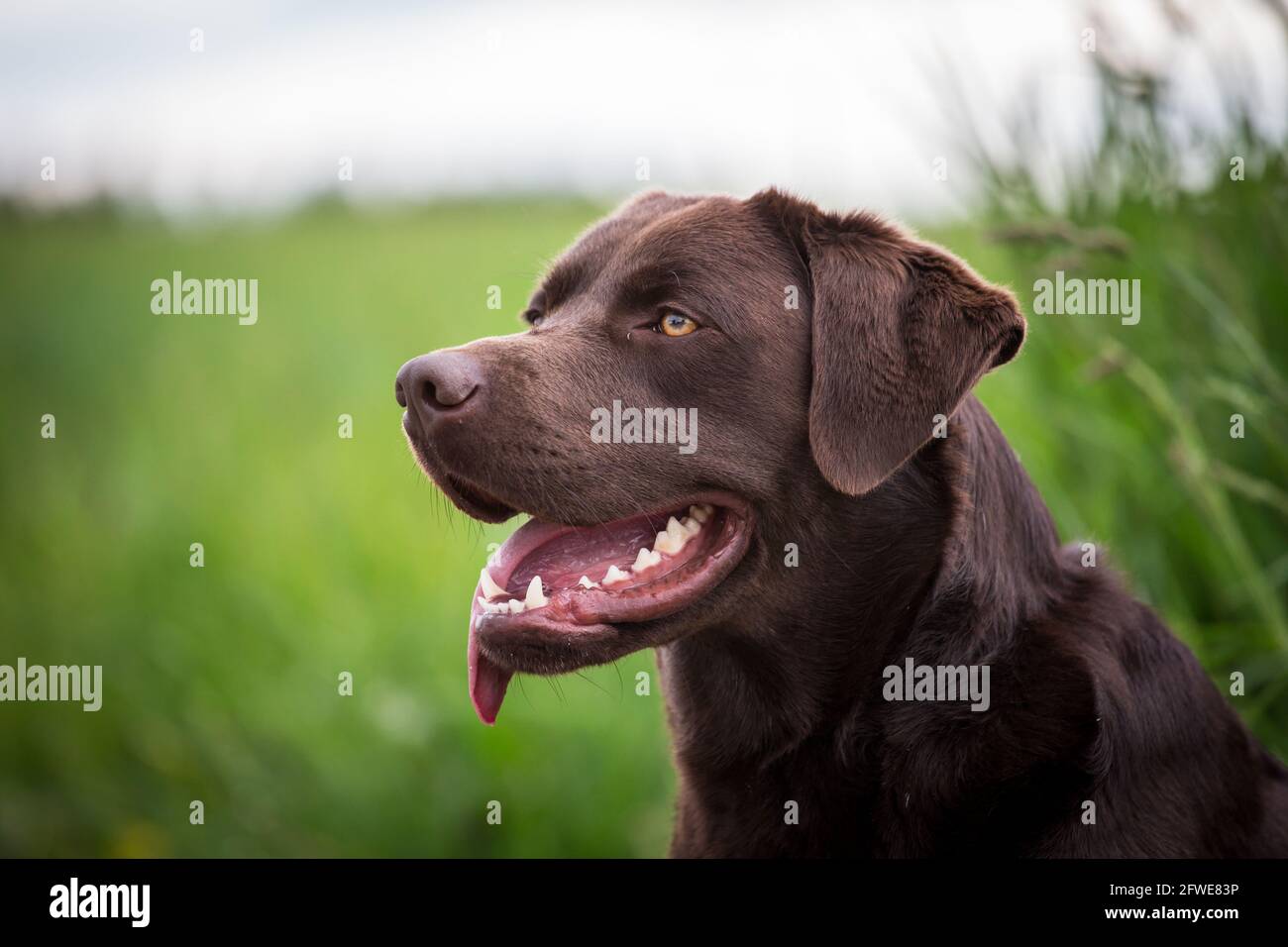 Labrador retriever head hi-res stock photography and images - Alamy
